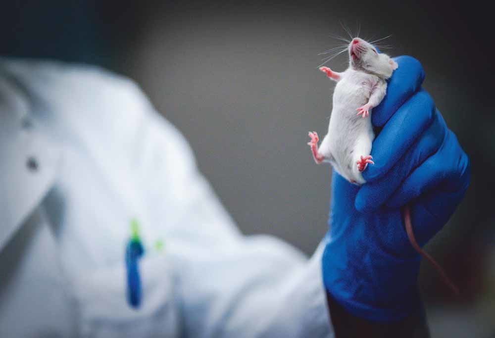 Dierproeven, we kunnen (nog) niet zonder | 360 Magazine