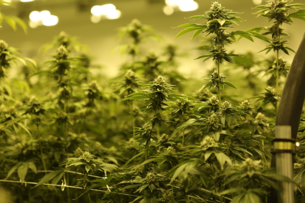 Cannabisgebruik nog nooit zo hoog geweest onder jonge Amerikanen | 360 ...