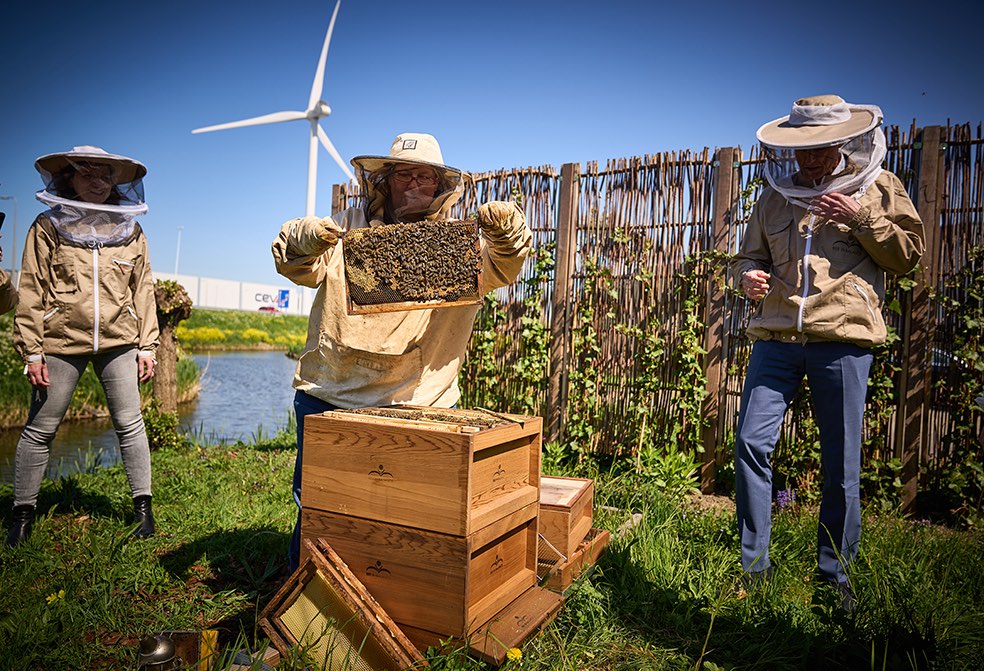 Hoe Nederland een uniek lustoord is voor bestuivende insecten | 360 ...
