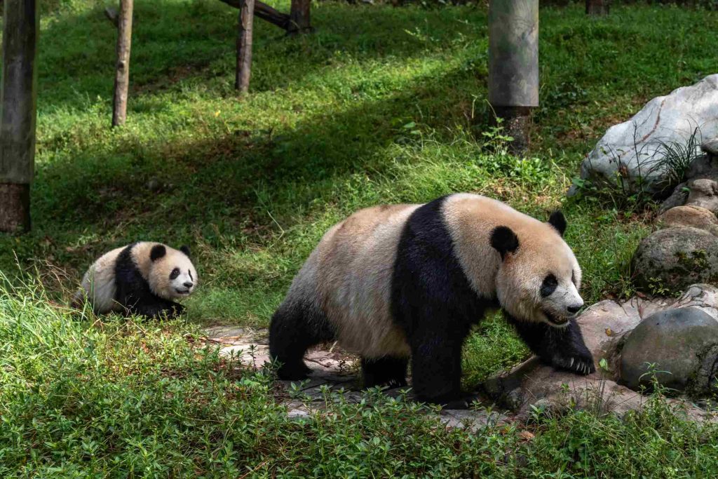‘Pandafabrieken’ – het controversiële fokprogramma van de reuzenpanda ...